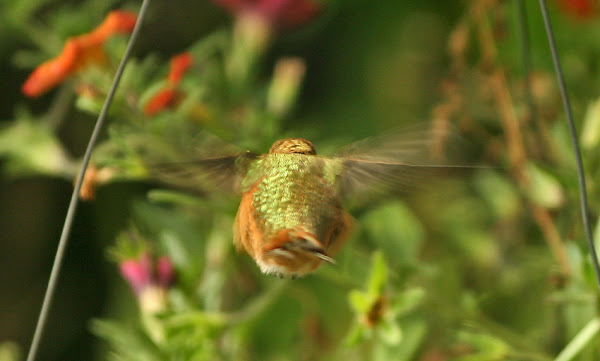 Rufous Hummingbird - Juvenile | Project Noah