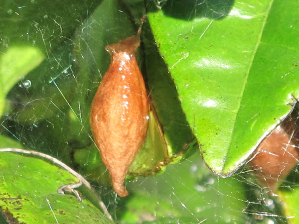 Baby Two-Spined spiders | Project Noah