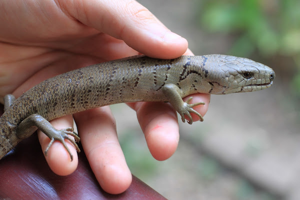 Pink-Tongued Skink | Project Noah