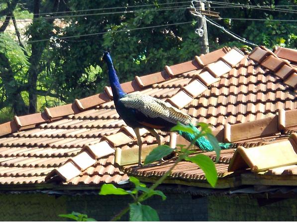 Peacock | Project Noah