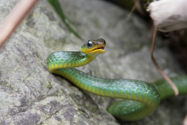 Corredora verde, ranera verde | Project Noah