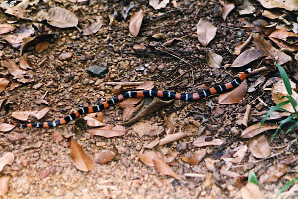 false coral snake | Project Noah