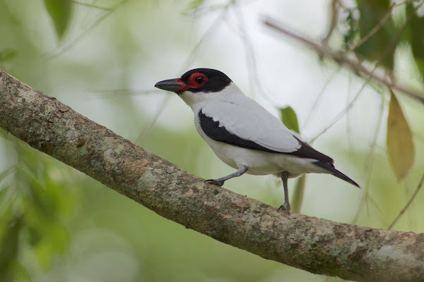 Black-tailed tityra | Project Noah