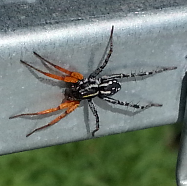 Orange-legged swift spider | Project Noah