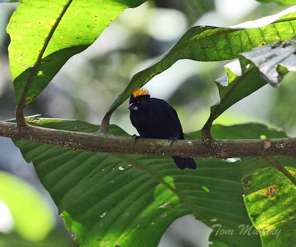 Tawny-crested Tanager | Project Noah