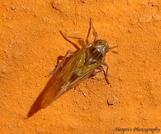 Brown Planthopper | Project Noah