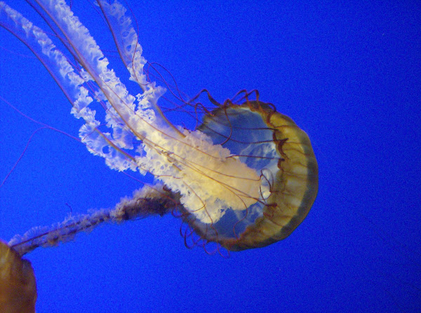 Sea Nettles | Project Noah