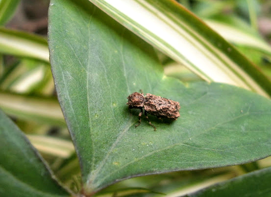 Auger Beetle. | Project Noah