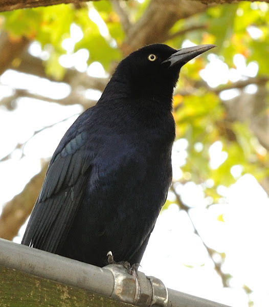 great-tailed Grackle | Project Noah
