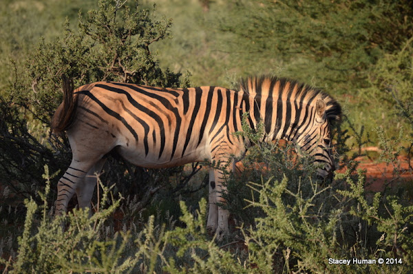 Quagga/ Light-rumped plains zebra | Project Noah
