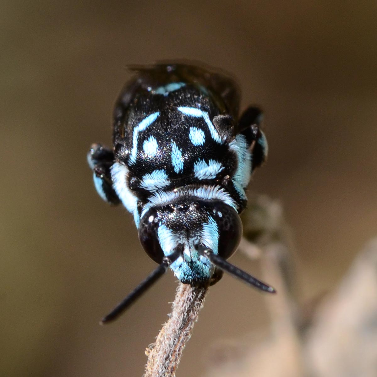 Neon Cuckoo Bee | Project Noah