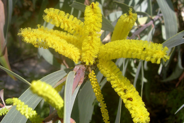 Sallow Wattle | Project Noah