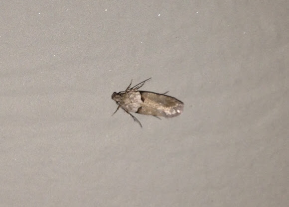 Gelechiid Moth | Project Noah