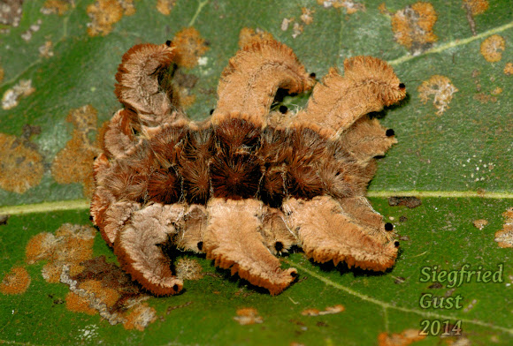 Tropical Monkey Slug | Project Noah