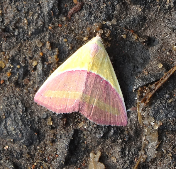 Banner Moth | Project Noah