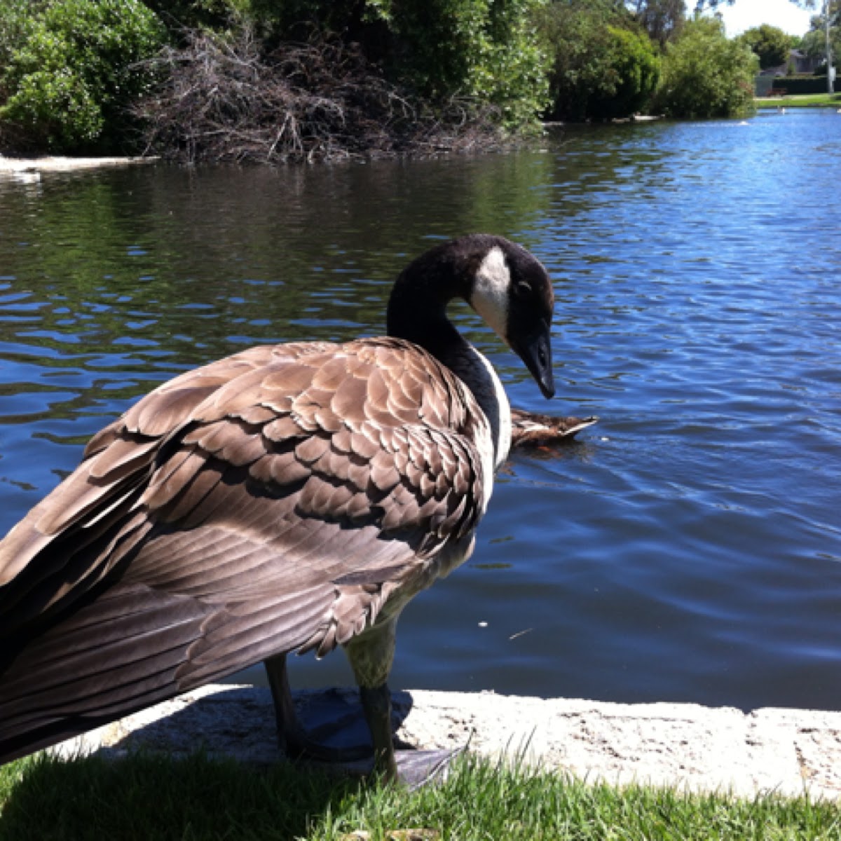 Canadian Goose | Project Noah