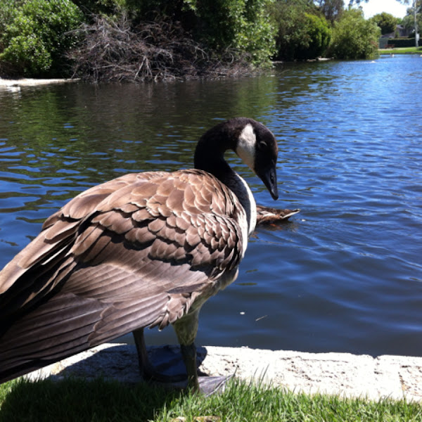 Canadian Goose | Project Noah