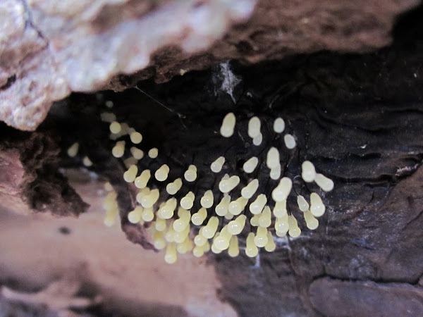 comatricha nigra | Project Noah