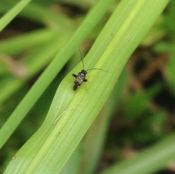 Garden Fleahopper ♂ | Project Noah