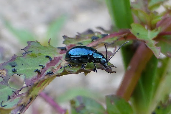 Blue Mint Beetle | Project Noah