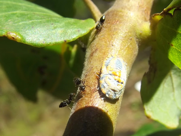 Large scale insect | Project Noah