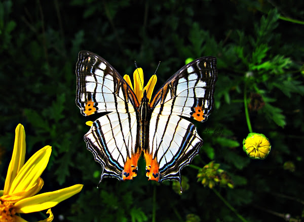 The Common Mapwing | Project Noah