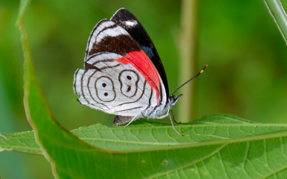 Mariposa 88 | Project Noah