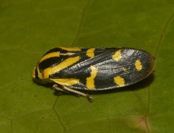 Frog Hopper / Spittle Bug | Project Noah