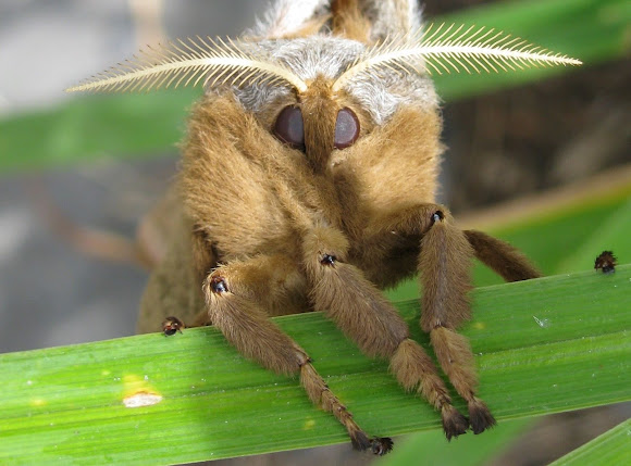 Polyphemus Moth | Project Noah