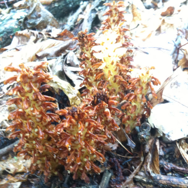 Squawroot | Project Noah