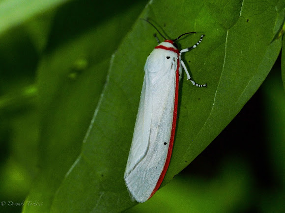Arctiid moth | Project Noah