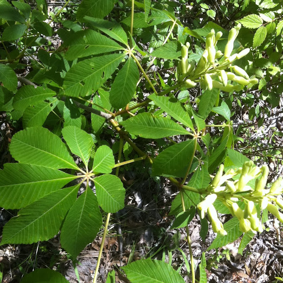 Spotting | Project Noah