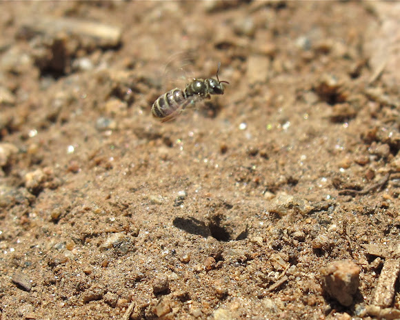 Mallow-visiting Bee | Project Noah