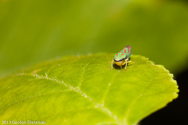 Candy-striped Leafhopper | Project Noah