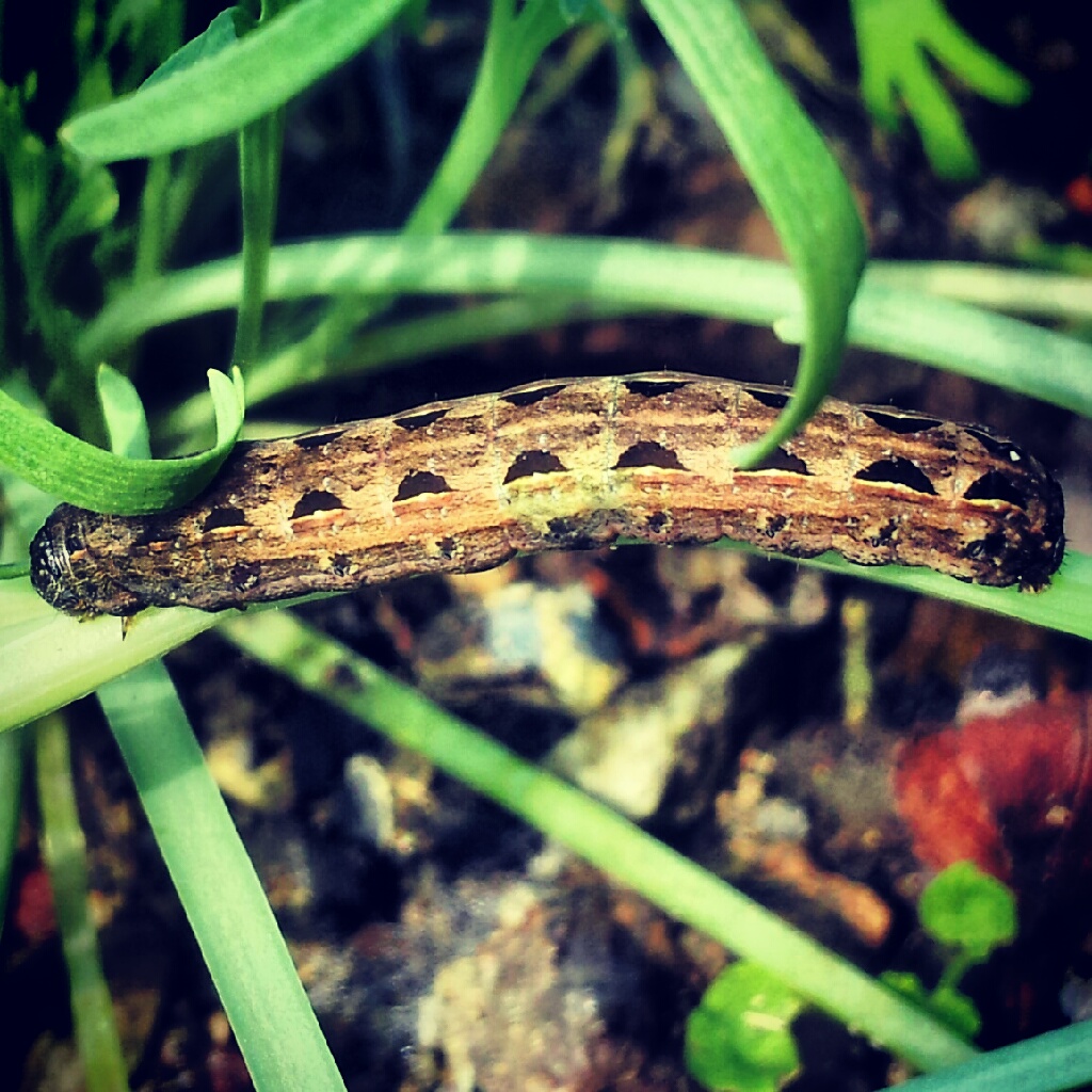 Yellow-striped army worm | Project Noah