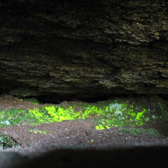 Glowing / Luminous Moss | Project Noah
