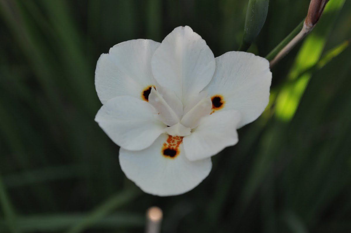 Orchid | Project Noah