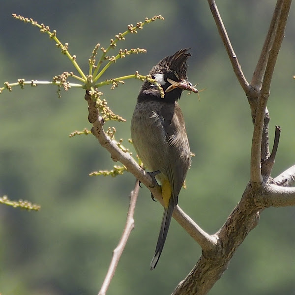 Himalayan Bulbul | Project Noah