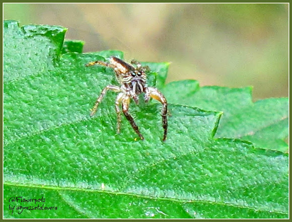 Chrysilla Jumping Spider | Project Noah