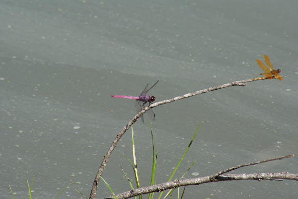 Dragonflies | Project Noah