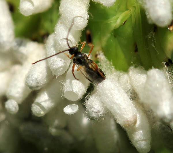 Braconid Wasp | Project Noah