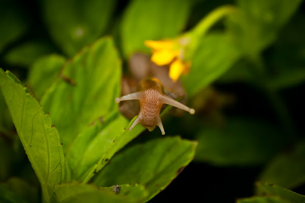 East African land snail | Project Noah