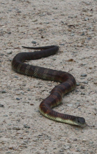 Mainland Tiger Snake | Project Noah