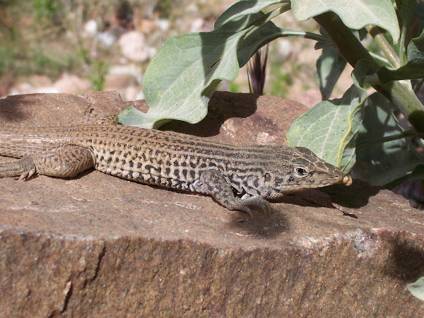 Western whiptail | Project Noah