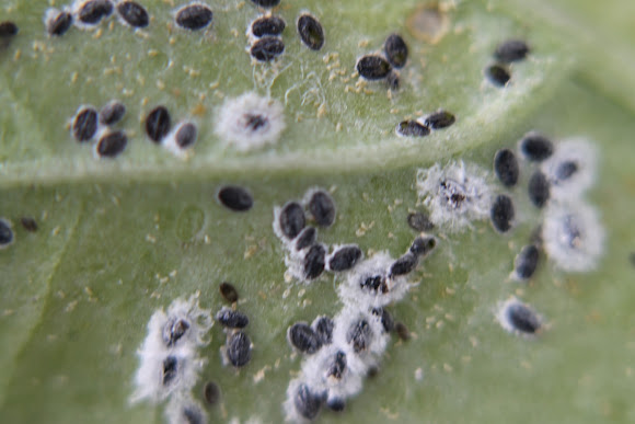 white fly pupae | Project Noah