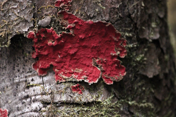Red crustose lichen | Project Noah
