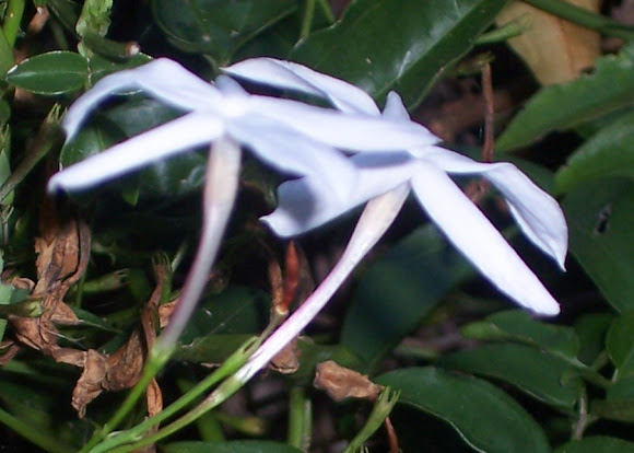 Jasmine | Project Noah