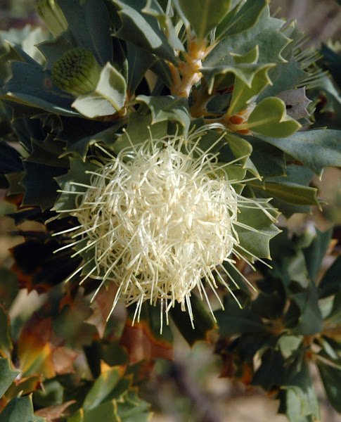 Parrot bush | Project Noah