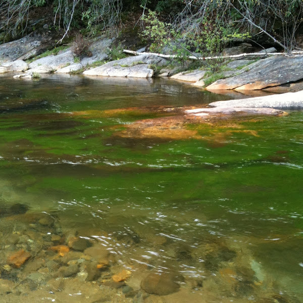 Algae | Project Noah