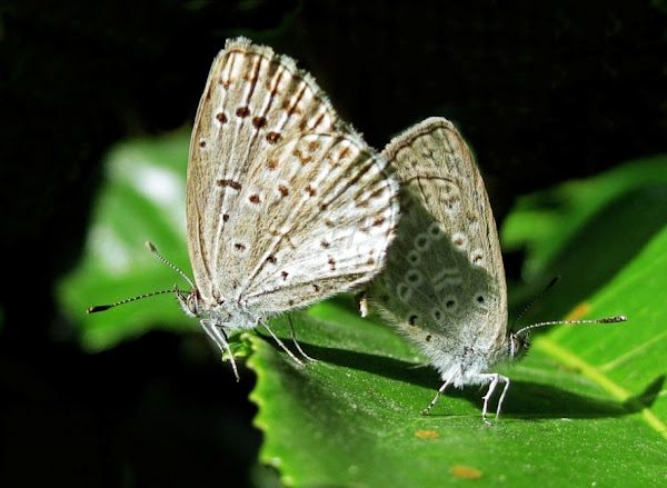 Pale Grass Blue | Project Noah